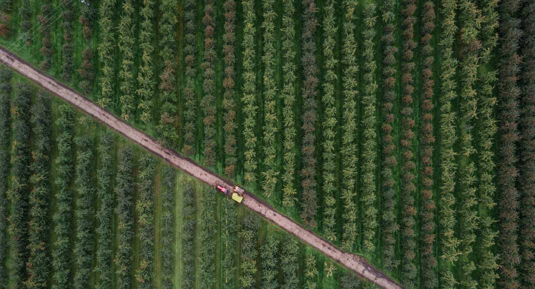 AVOCA - Premium Edible Avocado Oil from the sun kissed farms of Mexico